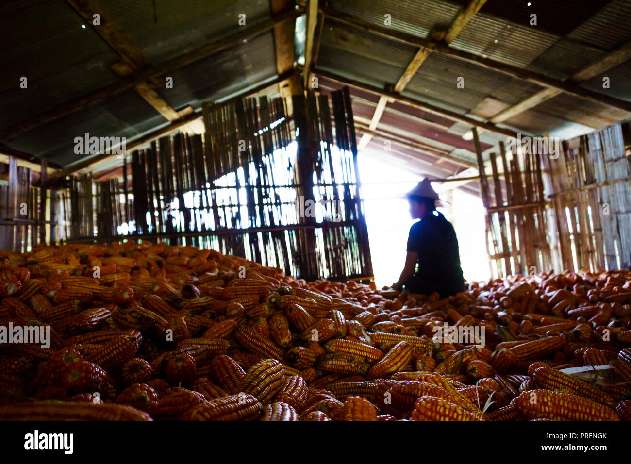 Farmers sit in a barn filled with corn.corn harversting season of corn ...