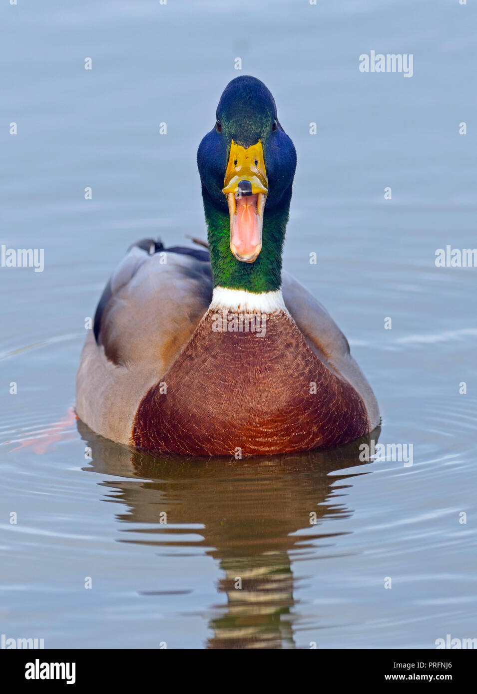 Quacking duck hi-res stock photography and images - Alamy
