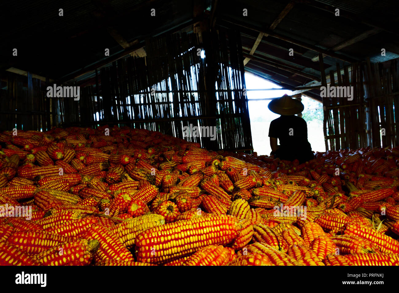 Farmers sit in a barn filled with corn.corn harversting season of corn ...