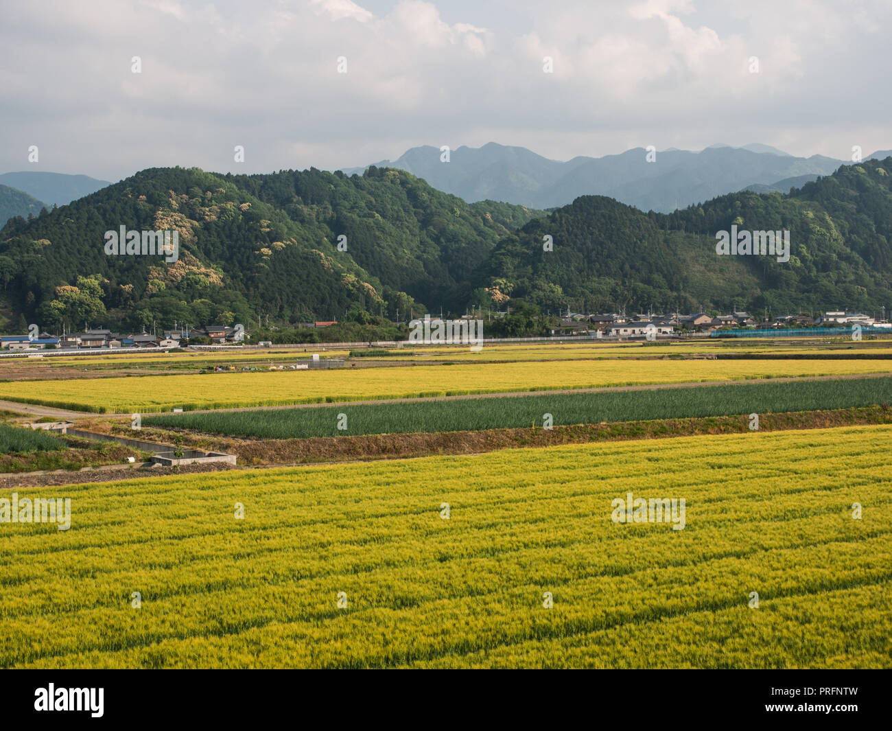 .Japanese rural landscape, fields with crops ripe barley and onions ...