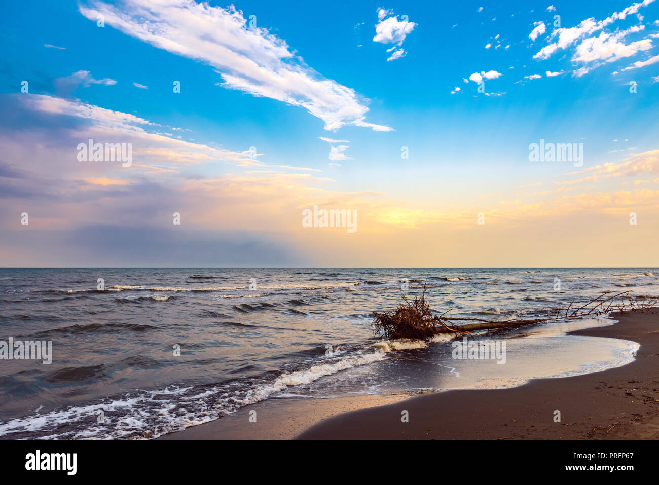 Drowned tree hi-res stock photography and images - Alamy