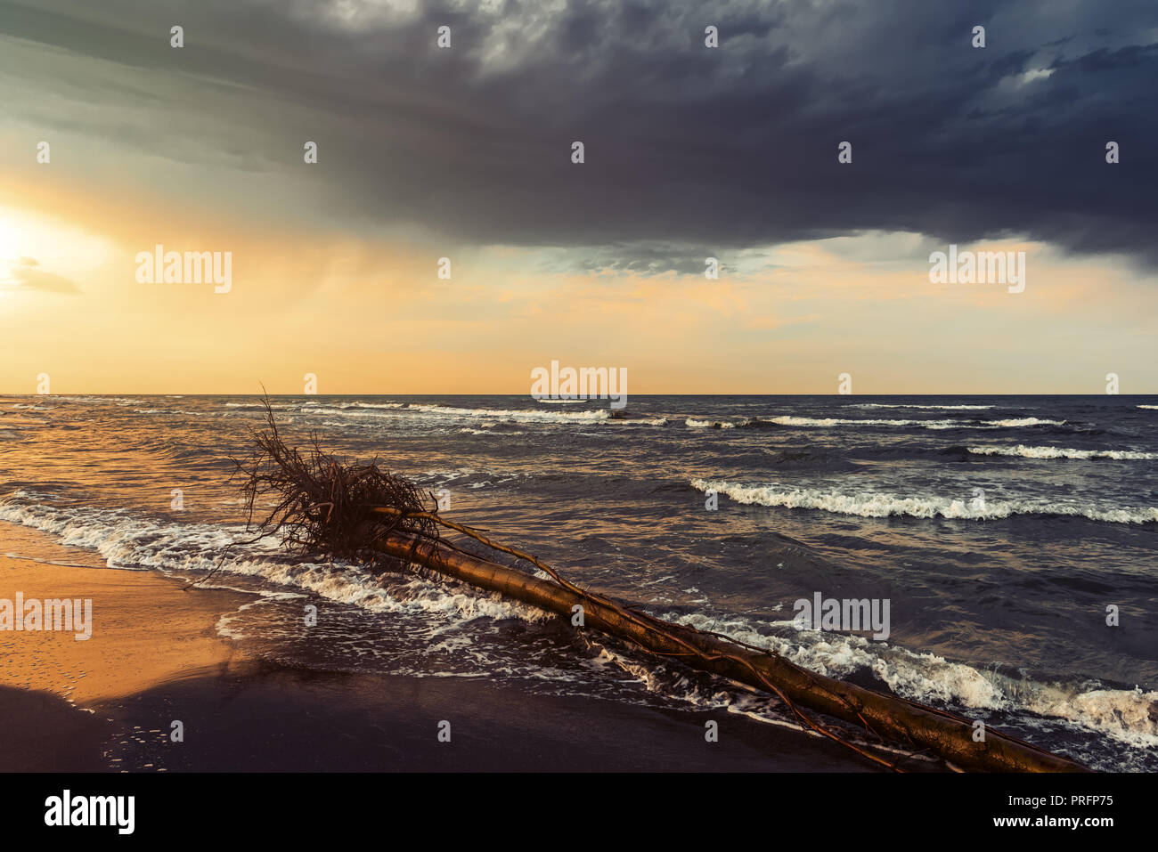 Drowned tree hi-res stock photography and images - Alamy