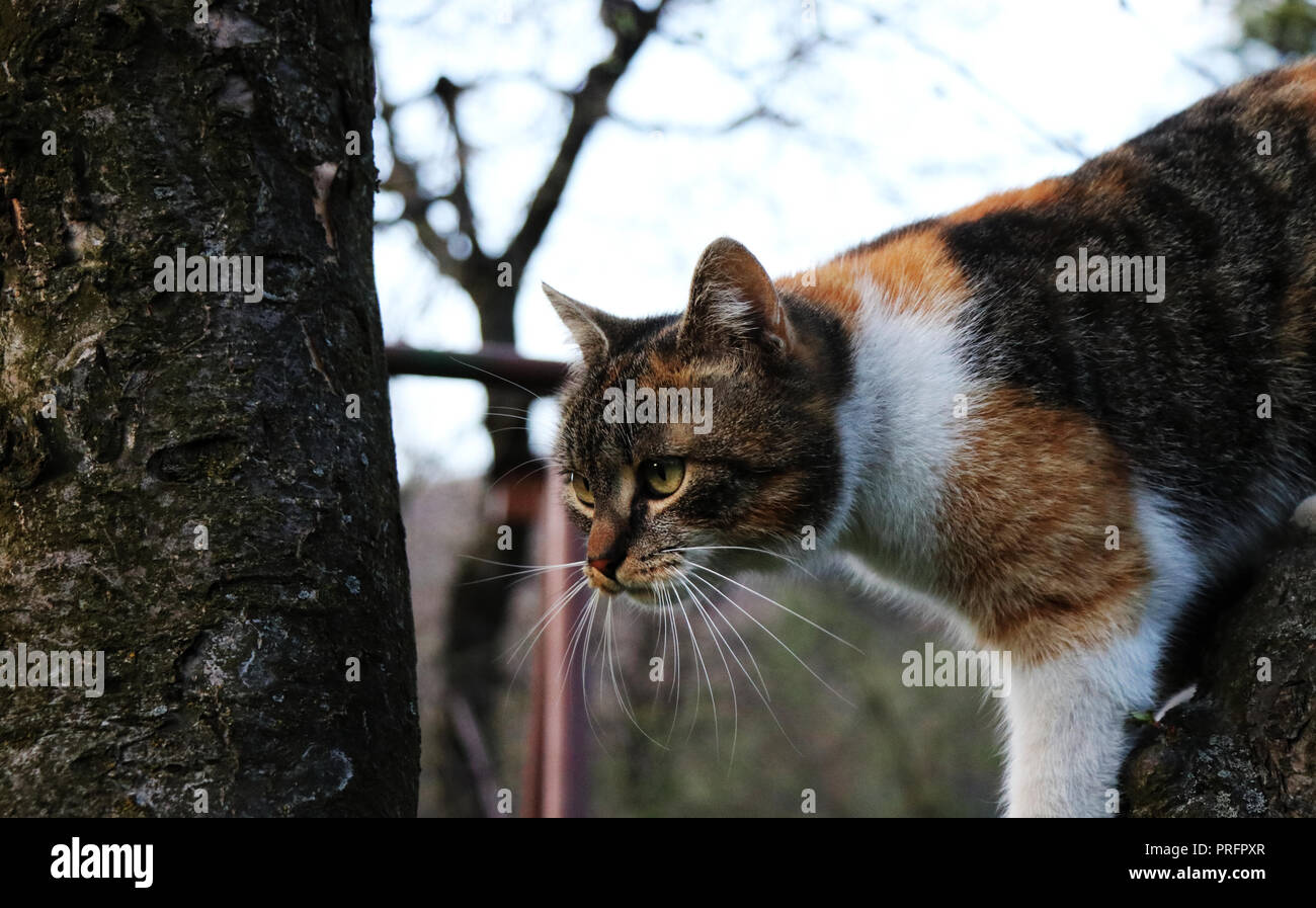 Domestic cat jumping from tree hi-res stock photography and images - Alamy