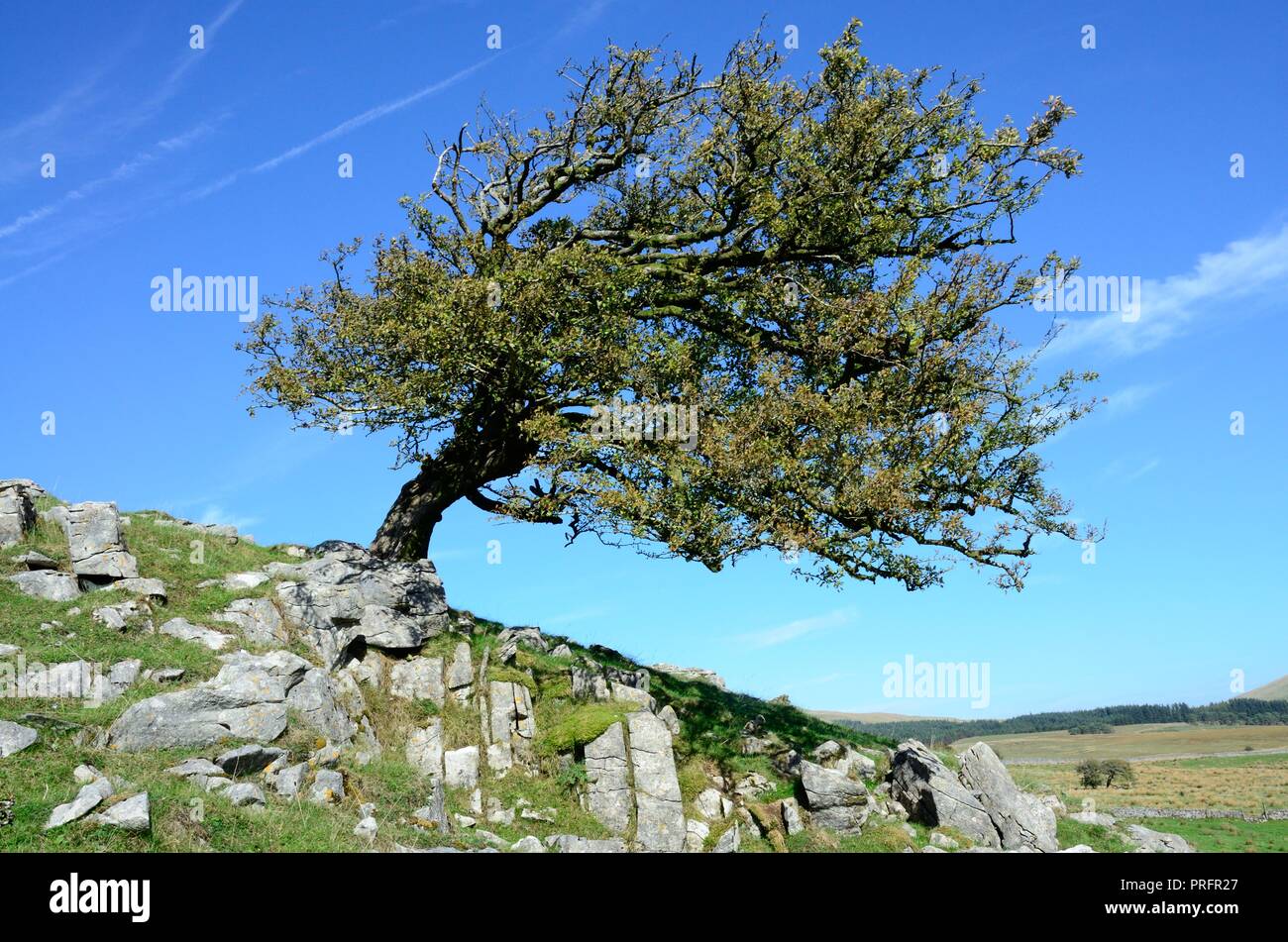 Lone Hawthorn bush tree in limestone landscape Ystradfellte Brecon ...
