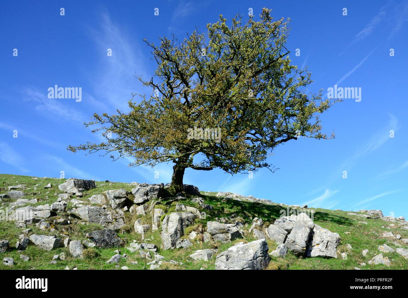 White thorn tree hi-res stock photography and images - Alamy