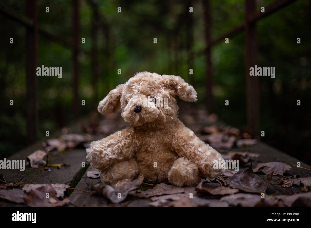 Teddy bear autumn hi-res stock photography and images - Alamy