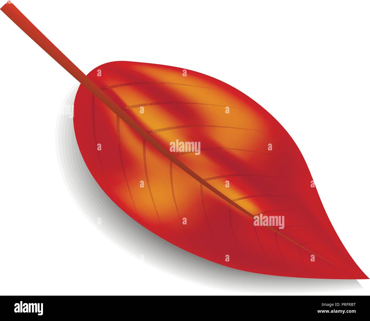 Red beech leaf Stock Vector Images - Alamy