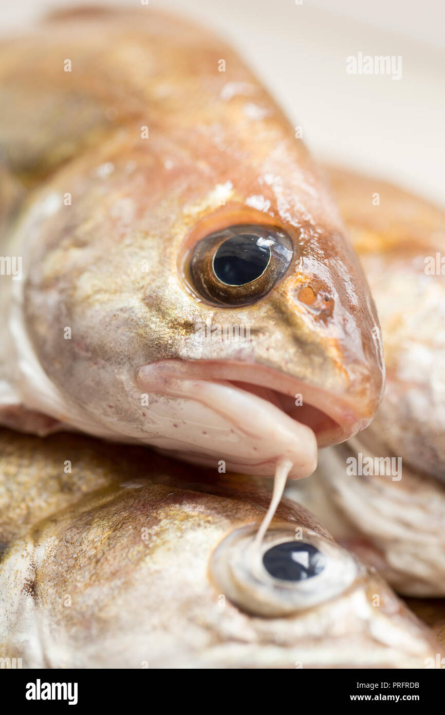 Pouting gb hi-res stock photography and images - Alamy