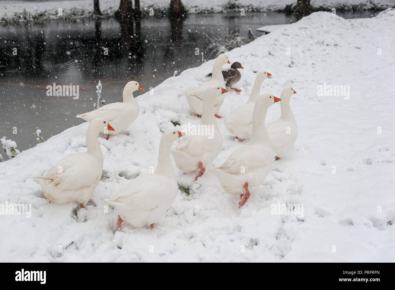 White geese under the snow in winter in Rotterdam, Netherlands Stock ...