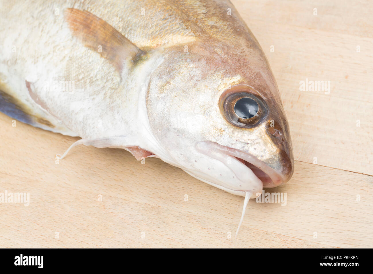 Fresh gutted pouting, Trisopterus luscus, caught boat fishing with rod ...