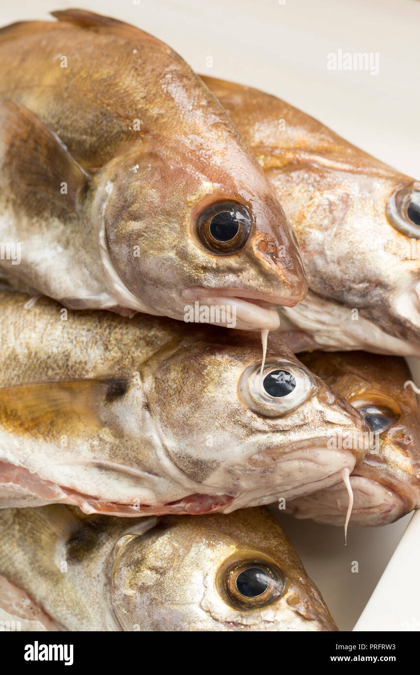 Whiting english channel hi-res stock photography and images - Alamy