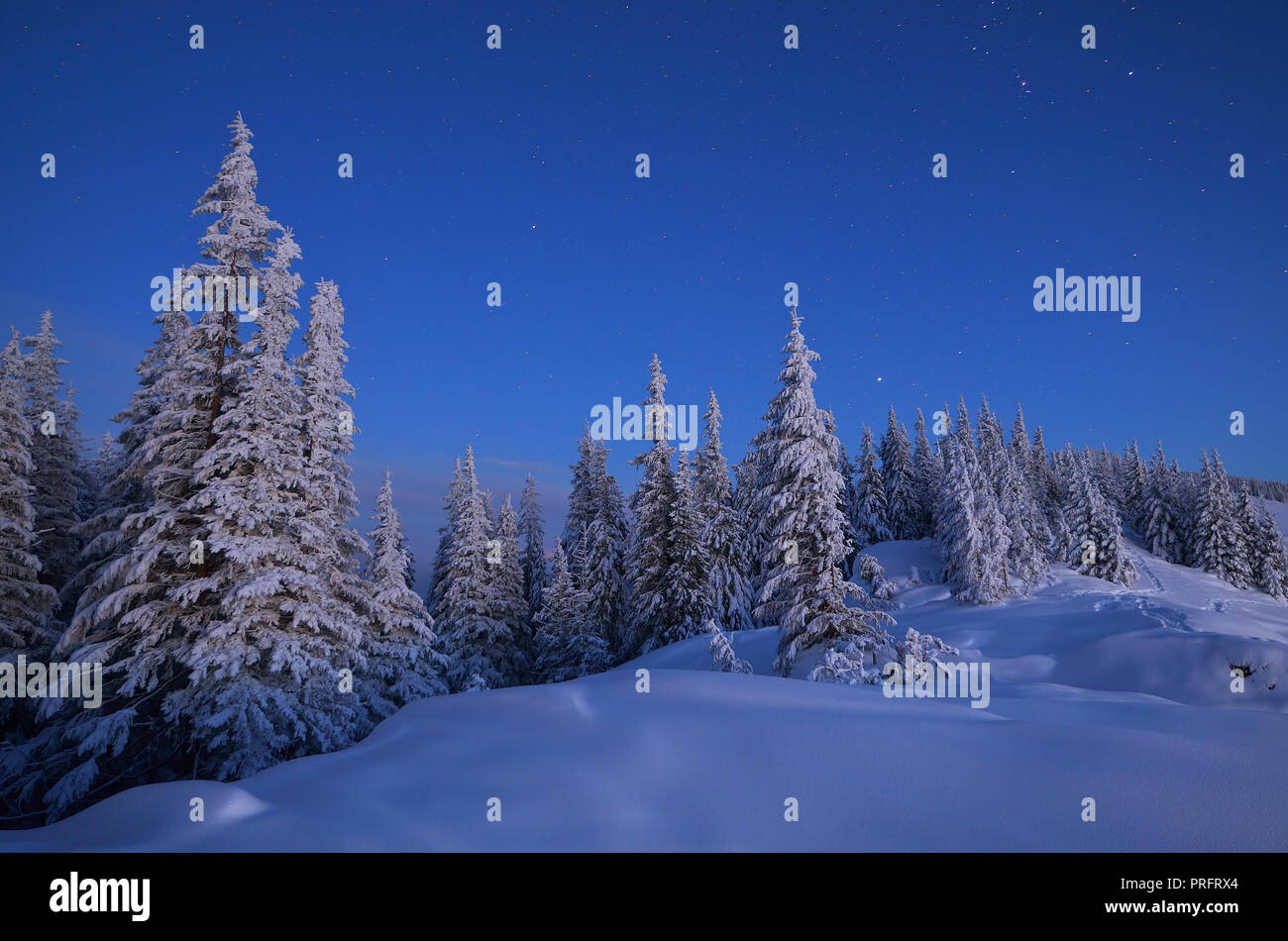 Winter landscape at dusk.Forest in snow Stock Photo - Alamy