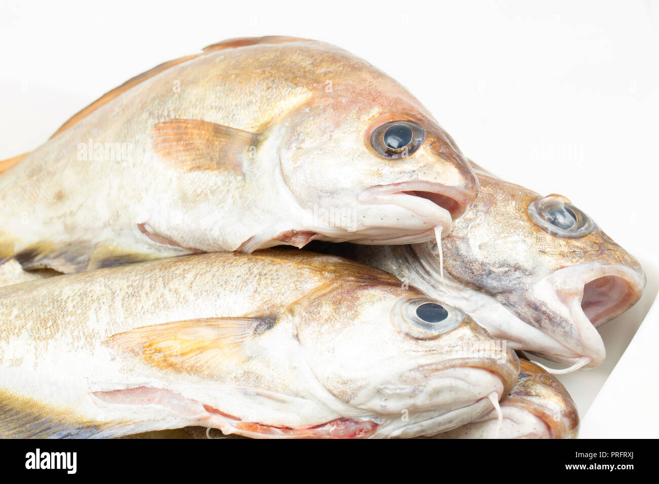 Pouting Rod And Line High Resolution Stock Photography and Images - Alamy