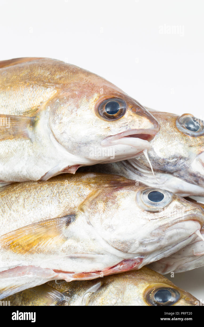 Pouting rod and line hi-res stock photography and images - Alamy