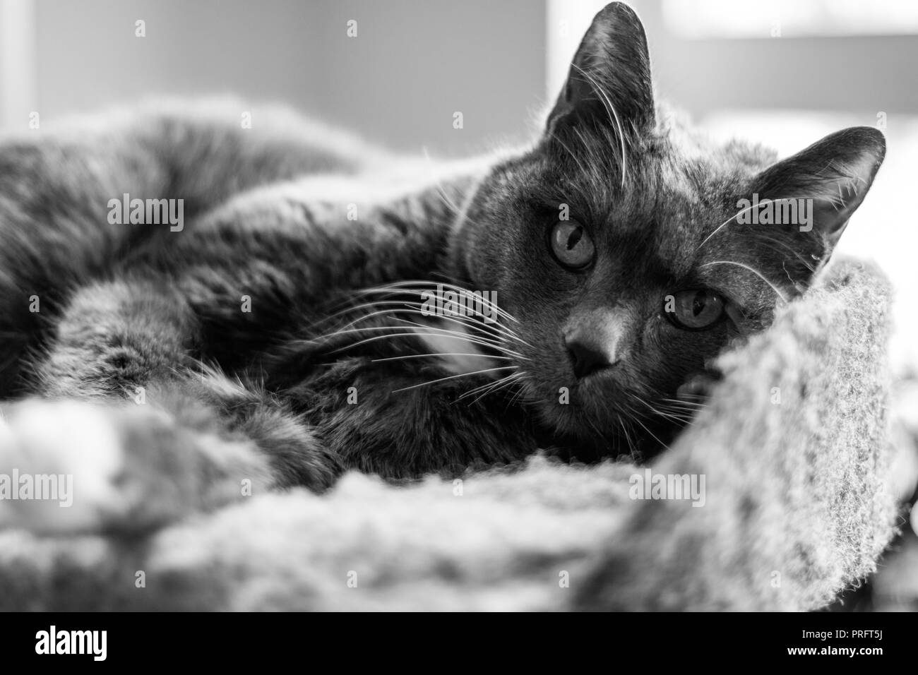 Cute adorable gray cat Black and White Stock Photos & Images - Alamy