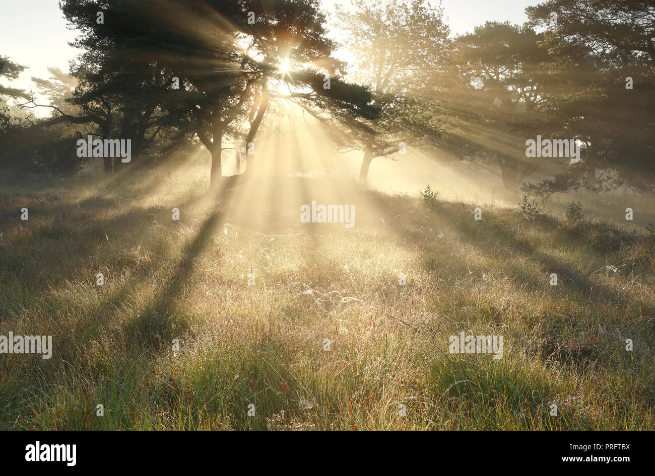 morning sunbeams through trees in dense mist Stock Photo - Alamy