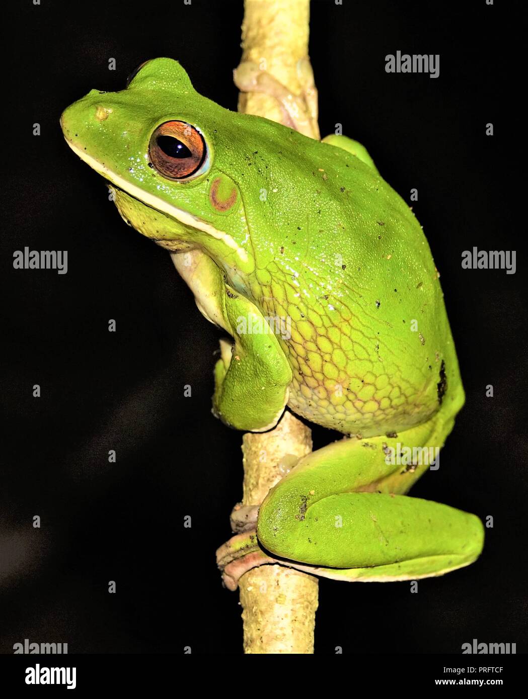 Australian native tree frog hi-res stock photography and images - Alamy