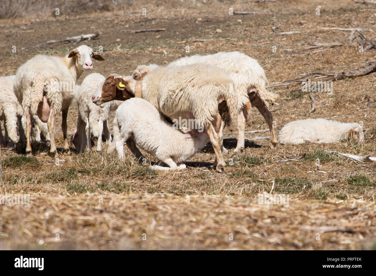 Flock of sheep grazing on mountain of sicily Stock Photo - Alamy