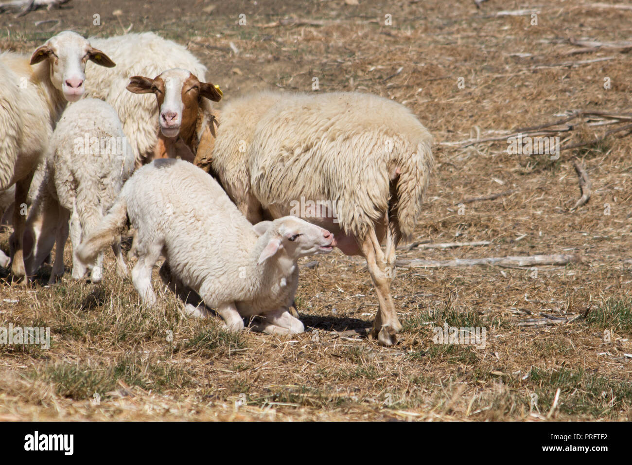 Sheeps grazing grass hi-res stock photography and images - Alamy