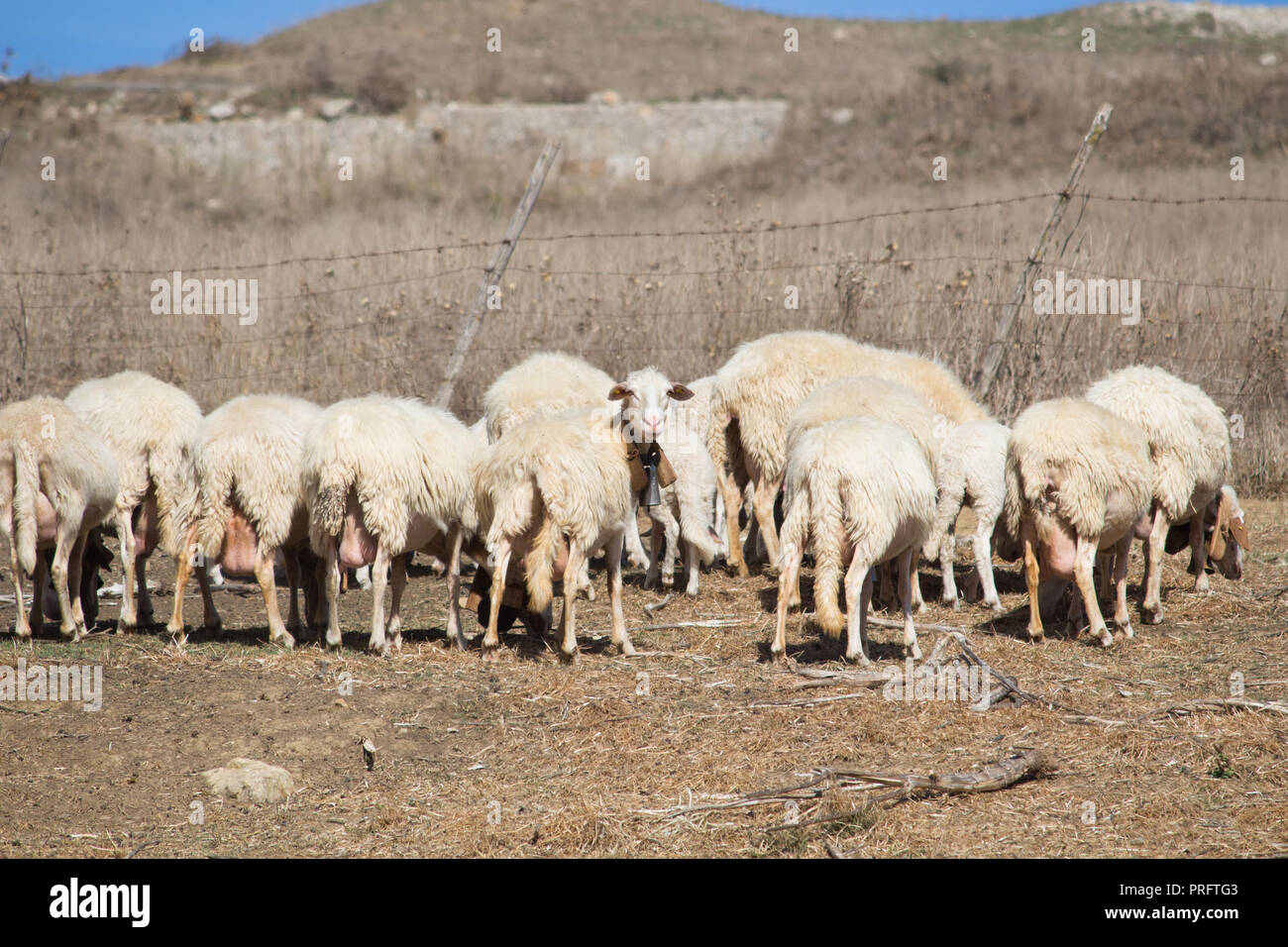 Flock of sheep grazing on mountain of sicily Stock Photo - Alamy