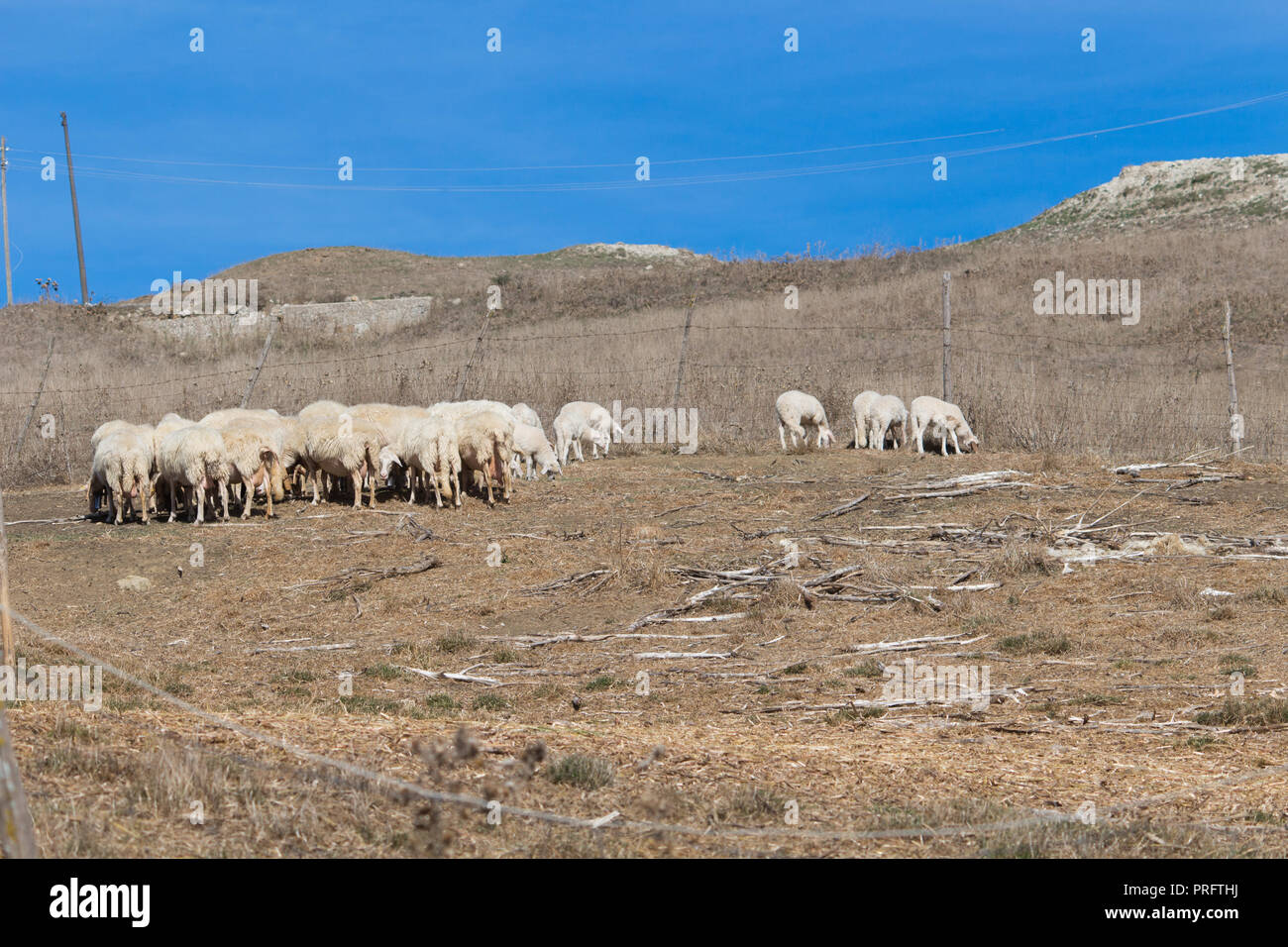 Flock of sheep grazing on mountain of sicily Stock Photo - Alamy