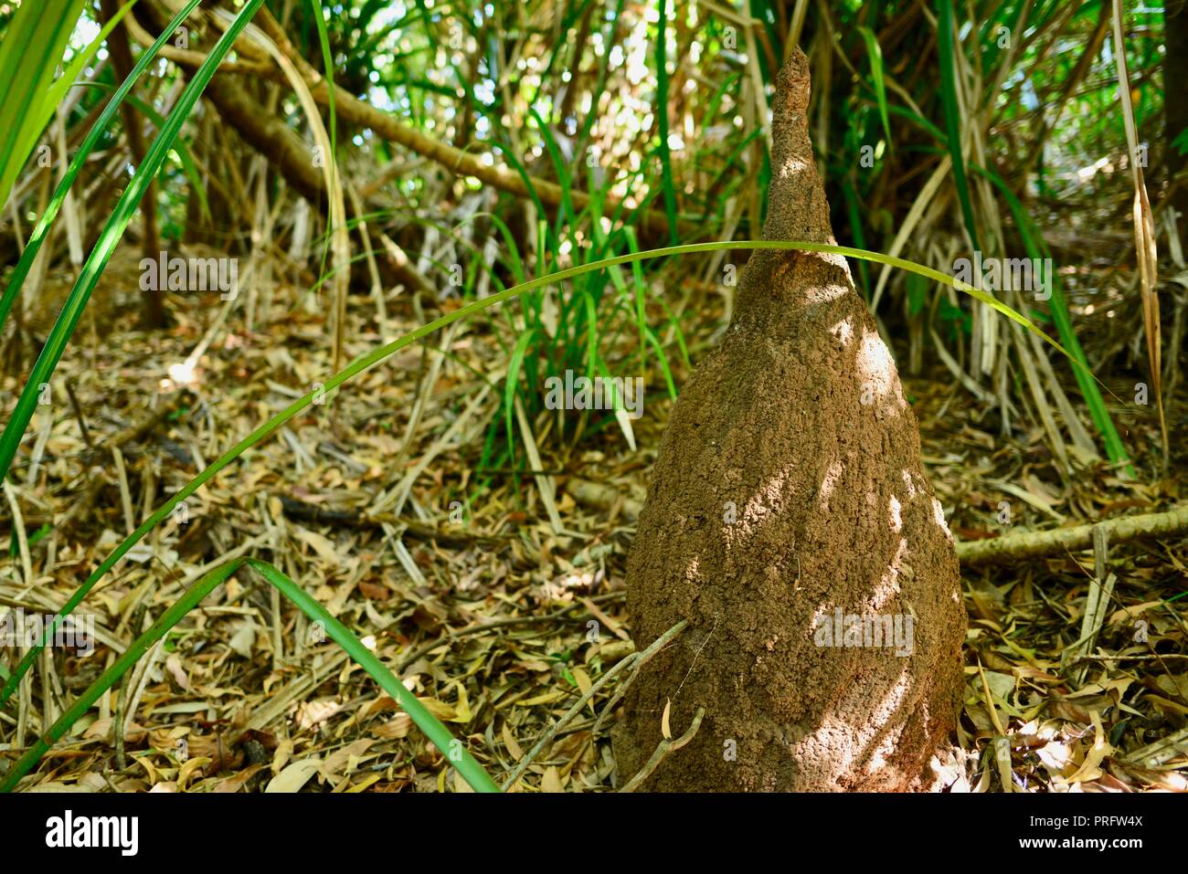 Clump mountain national park, Garners Beach Rd, Garners Beach QLD 4852 ...