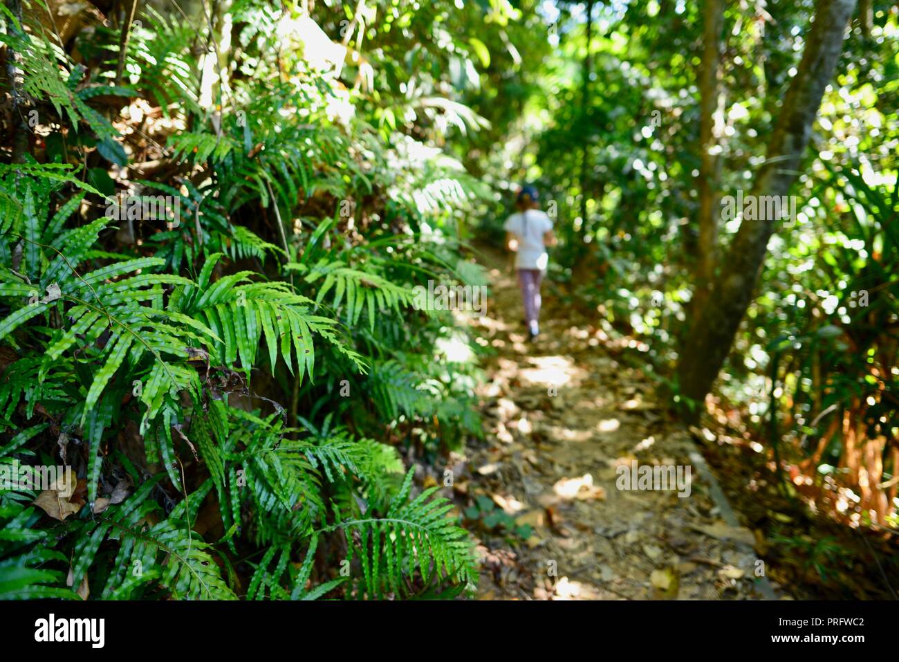 Clump mountain national park, Garners Beach Rd, Garners Beach QLD 4852 ...