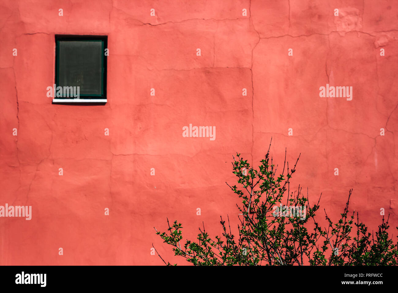 Tree Branches and window on Red Wall Stock Photo - Alamy