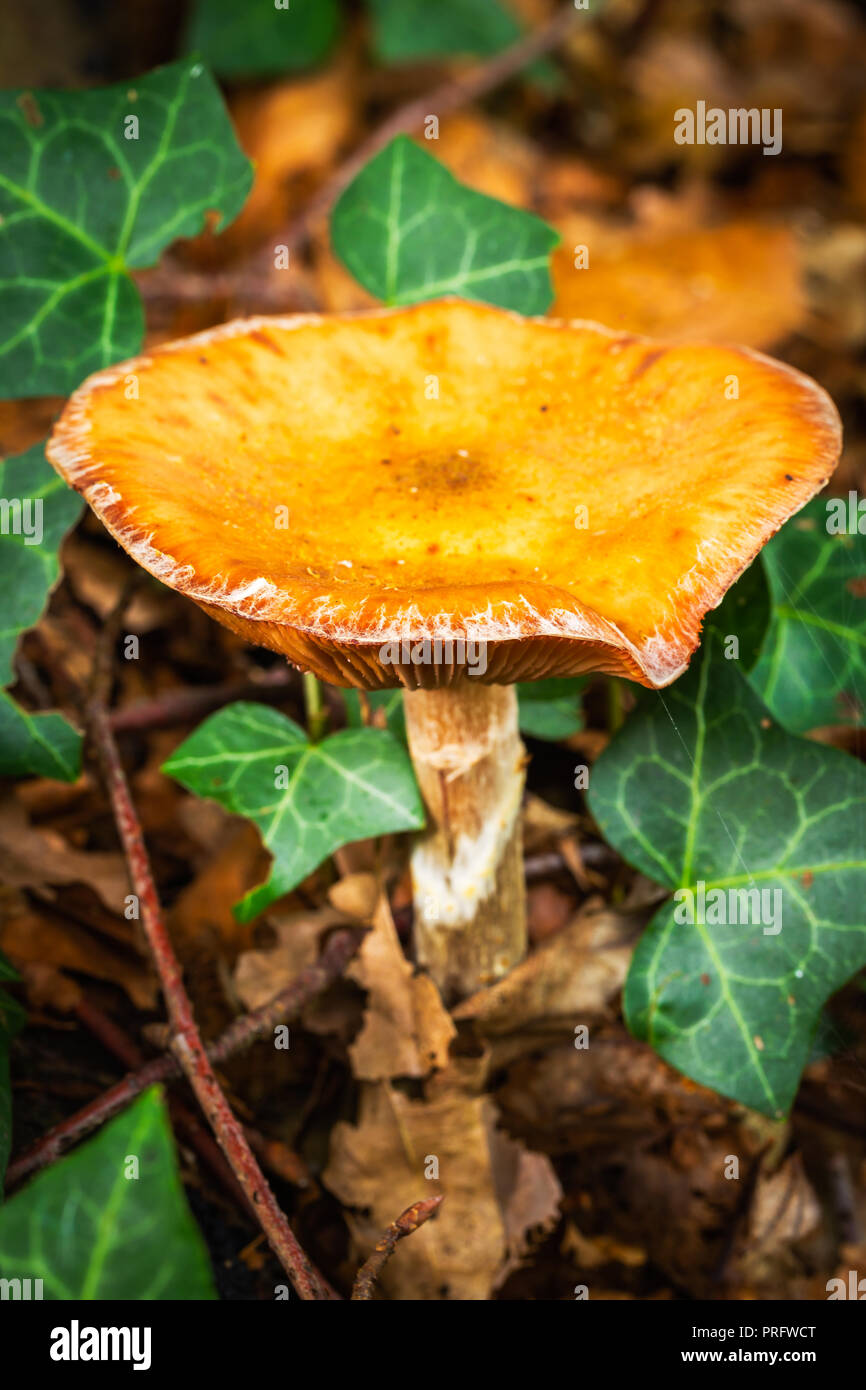 Russula ochroleuca is a member of the genus Russula Stock Photo - Alamy