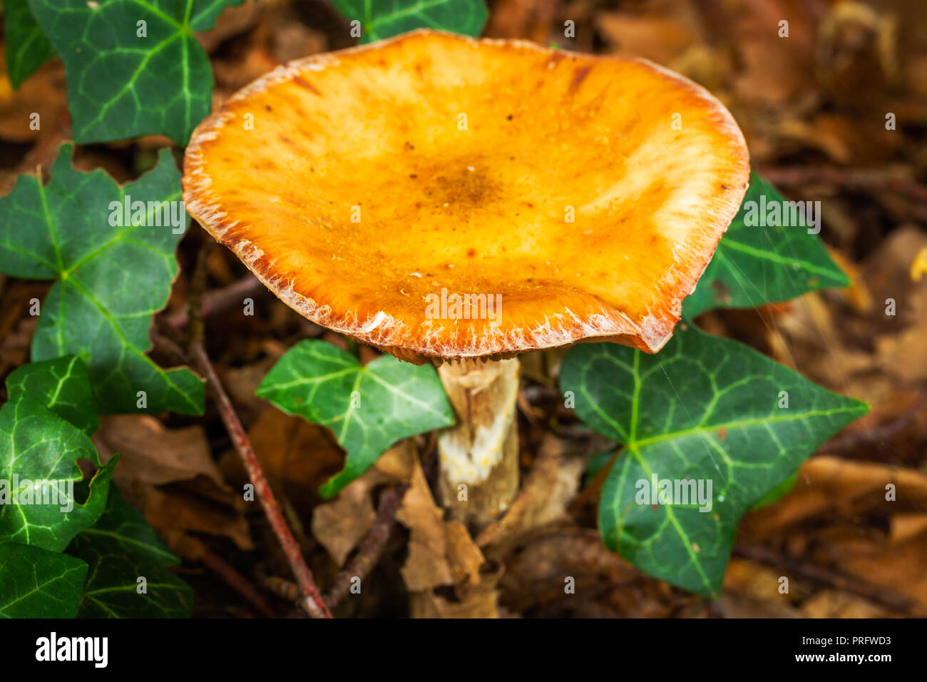 Russula ochroleuca is a member of the genus Russula Stock Photo - Alamy