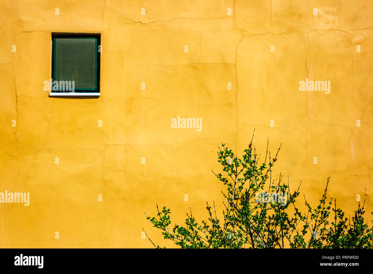 Tree Branches and window on Yellow Wall Stock Photo - Alamy