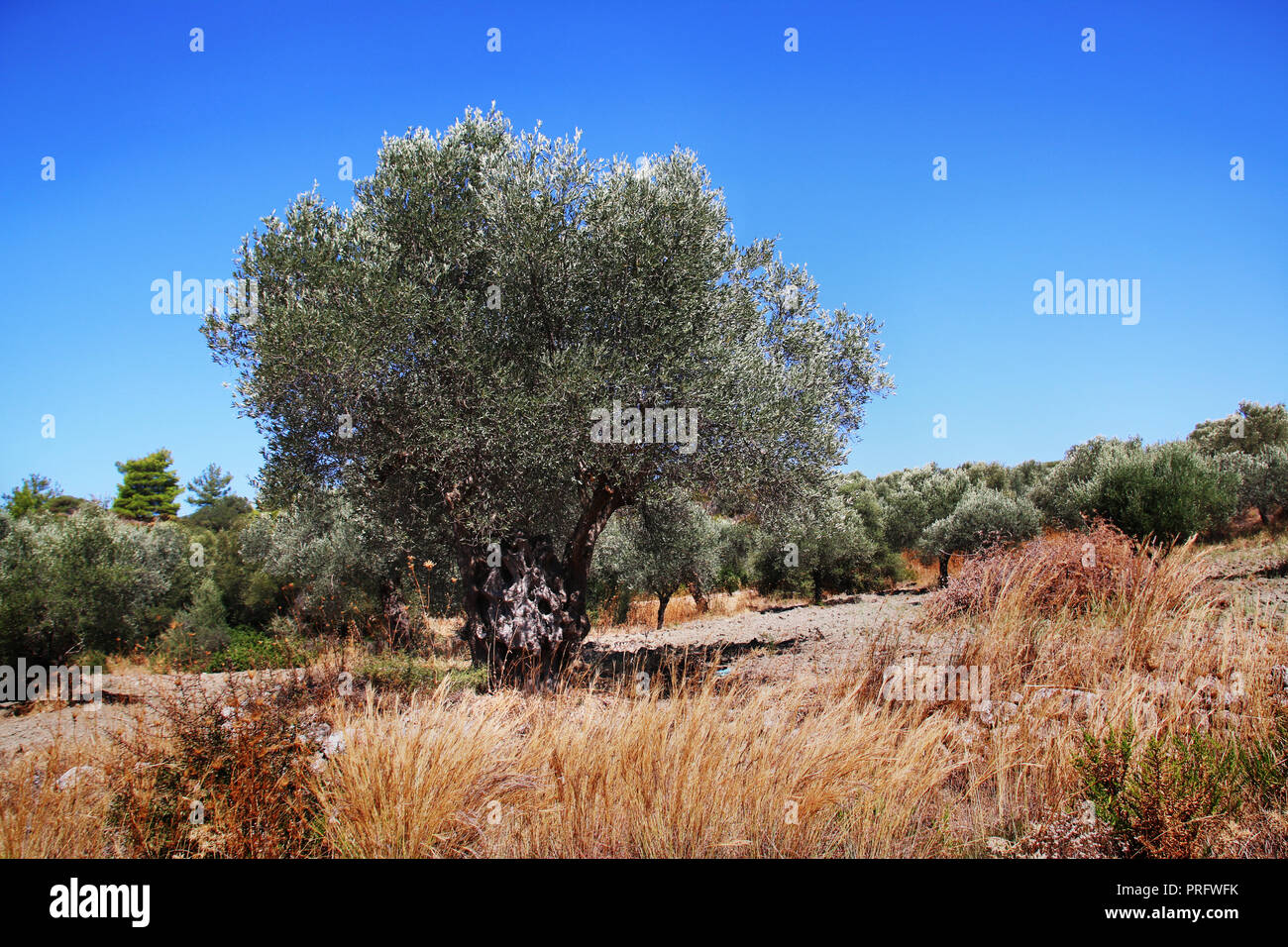 Timeless Beauty: Majestic Old Olive Tree under a Blue Sky Stock Photo ...
