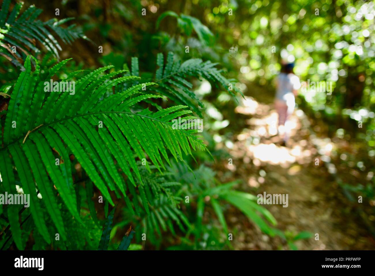 Clump mountain national park, Garners Beach Rd, Garners Beach QLD 4852 ...