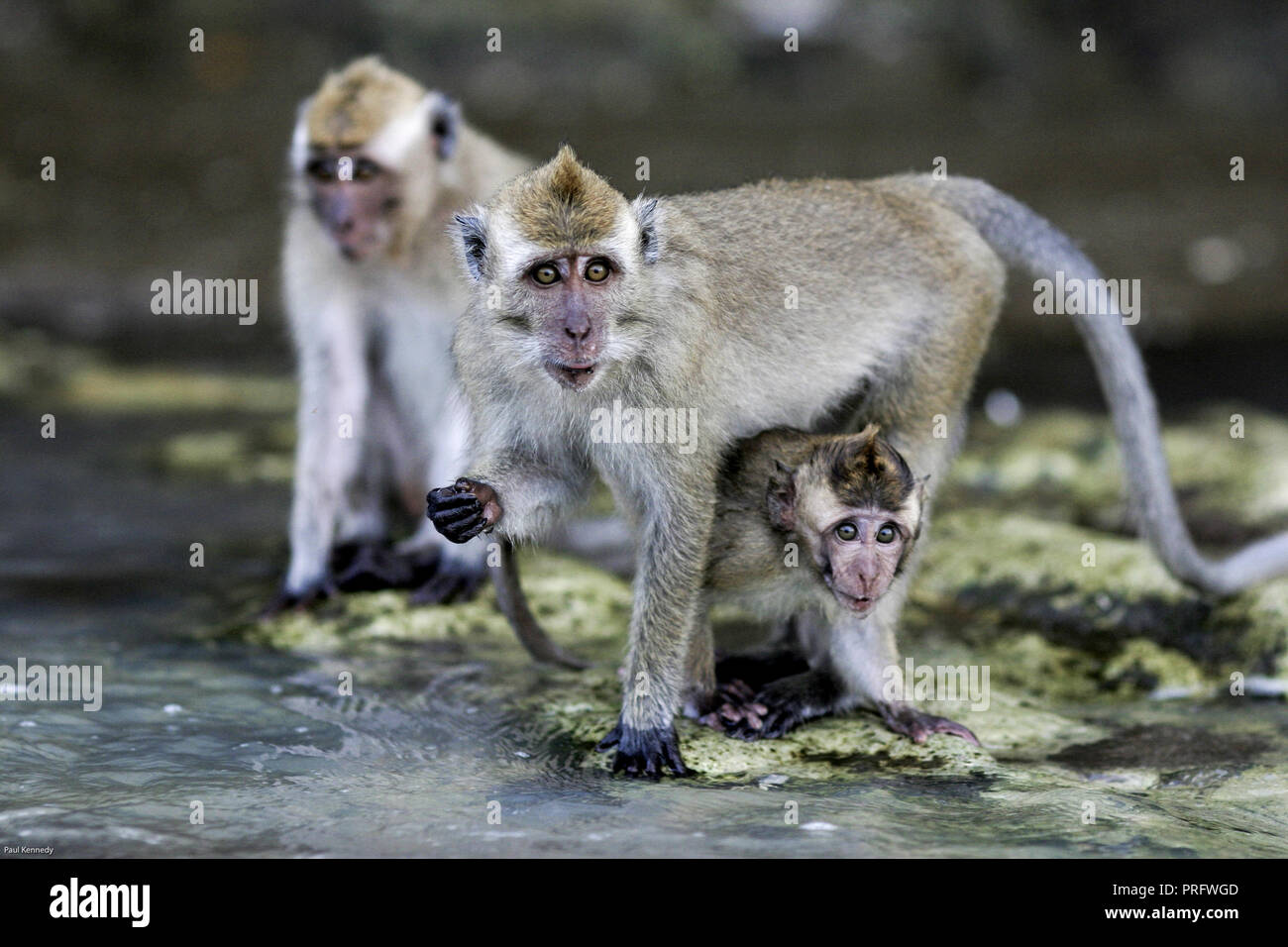 Crab eating macaque (Macaca fascicularis) monkeys on beach in Java ...