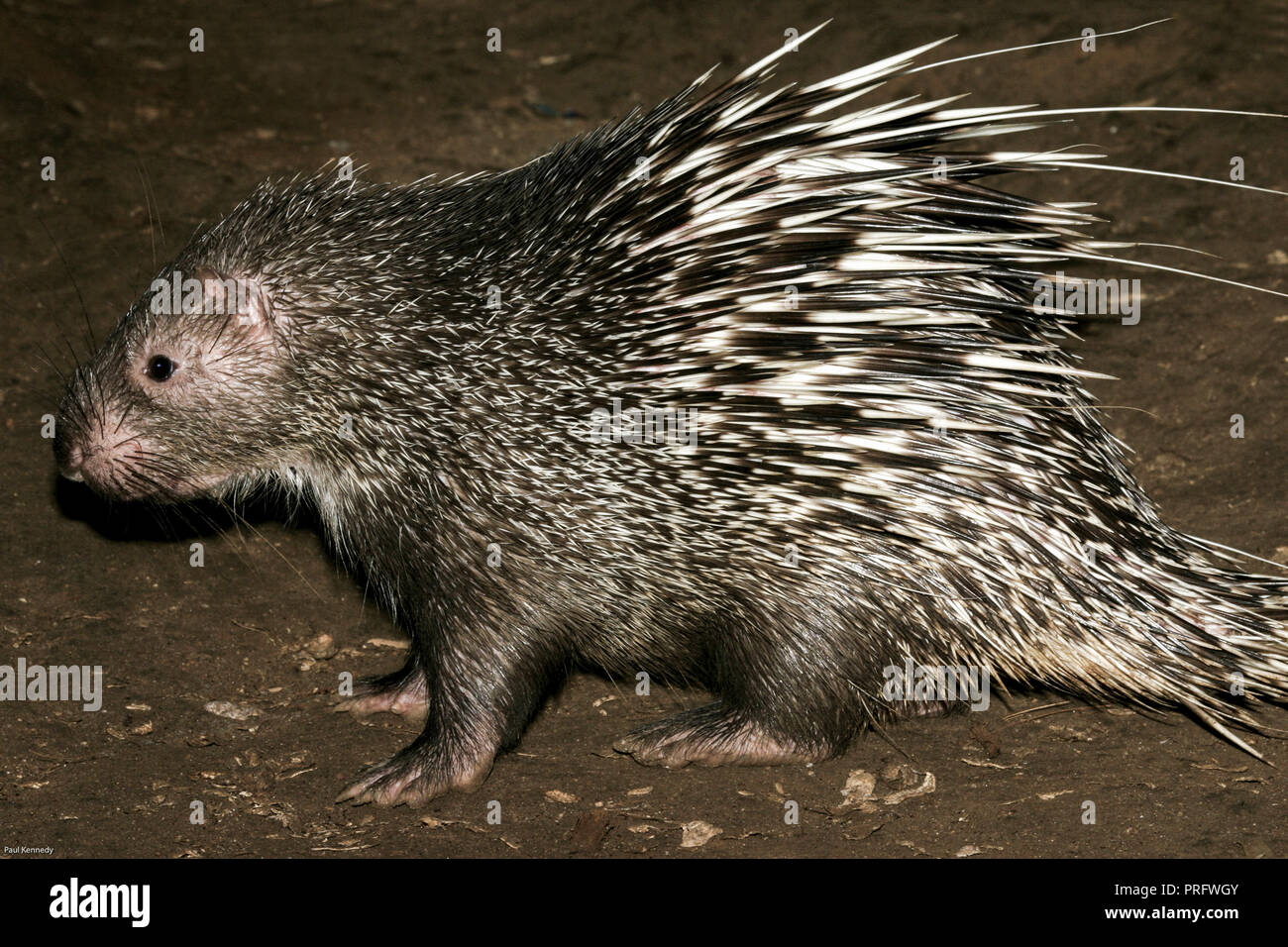 Hystrix cave hi-res stock photography and images - Alamy