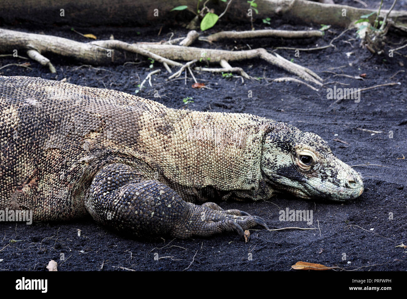 Komodo dragon bite hi-res stock photography and images - Alamy