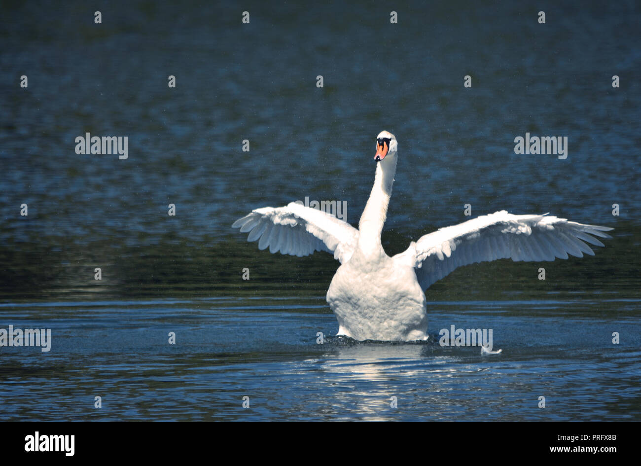 White swan wings outstretched hi-res stock photography and images - Alamy
