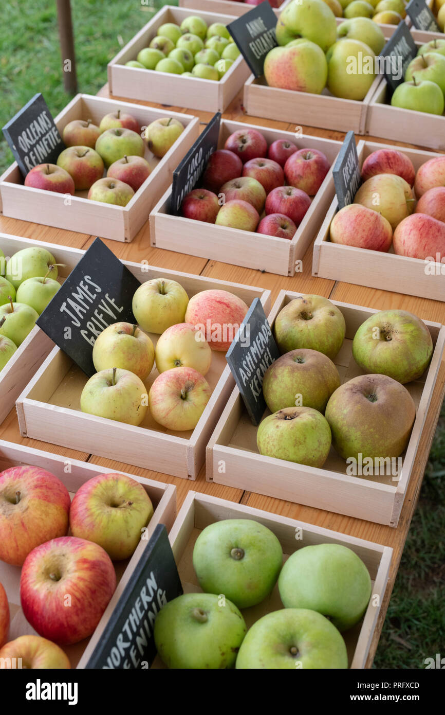 Autumn apple variety display at Daylesford Organic farm shop autumn ...