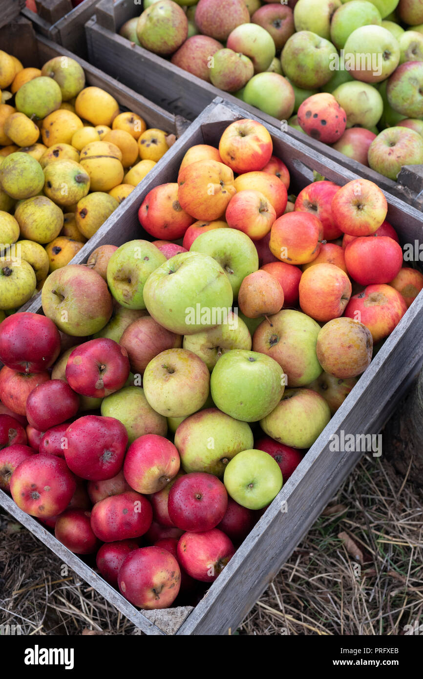 Crates of apples hi-res stock photography and images - Alamy