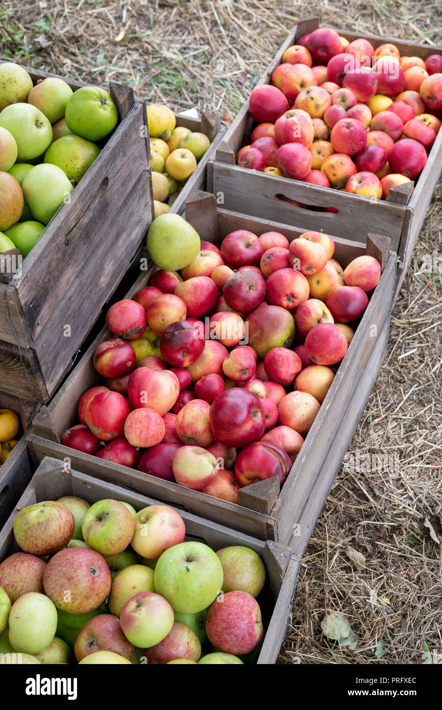 Crates of apples hi-res stock photography and images - Alamy