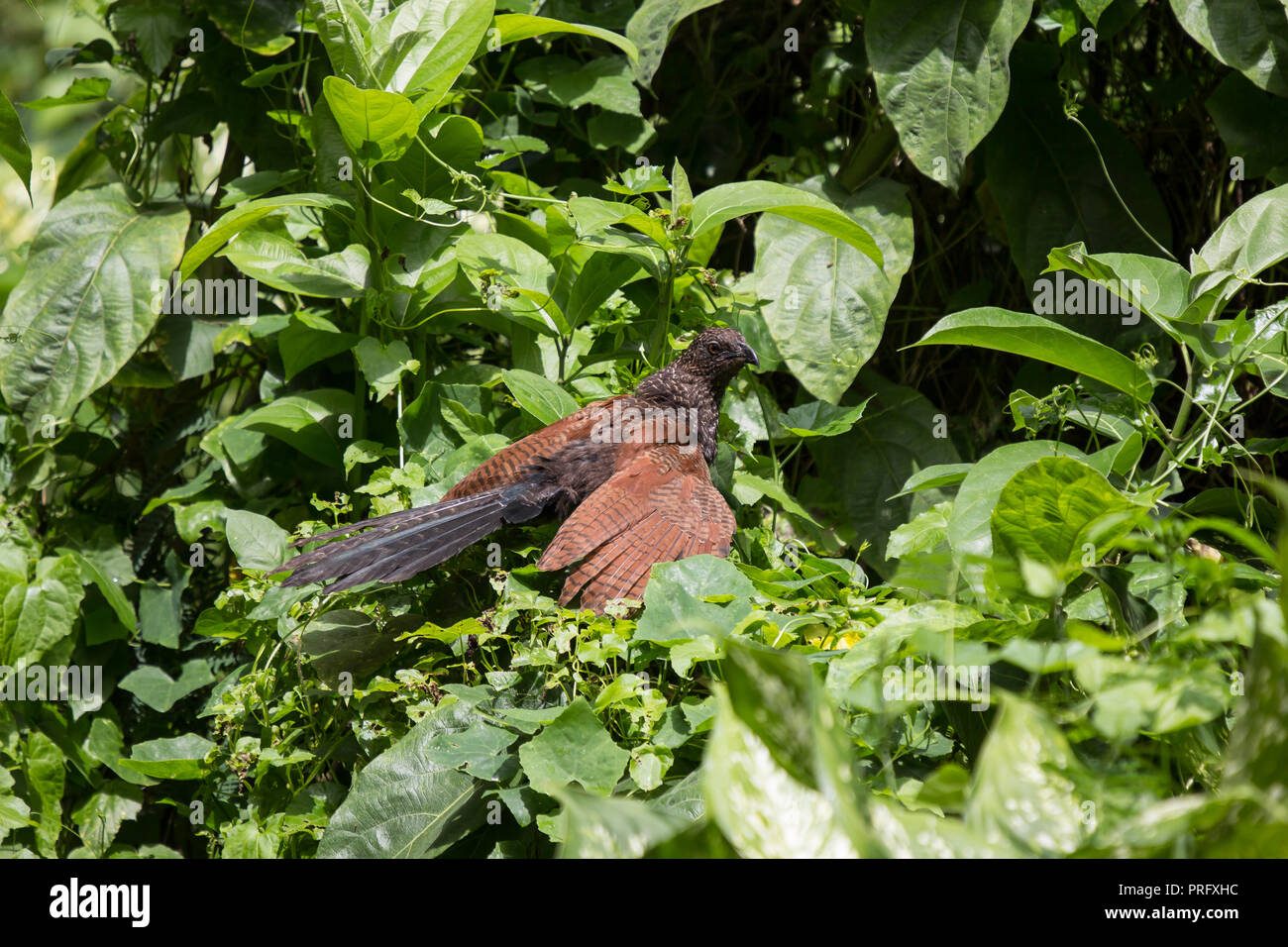 Indian greater coucal hi-res stock photography and images - Alamy