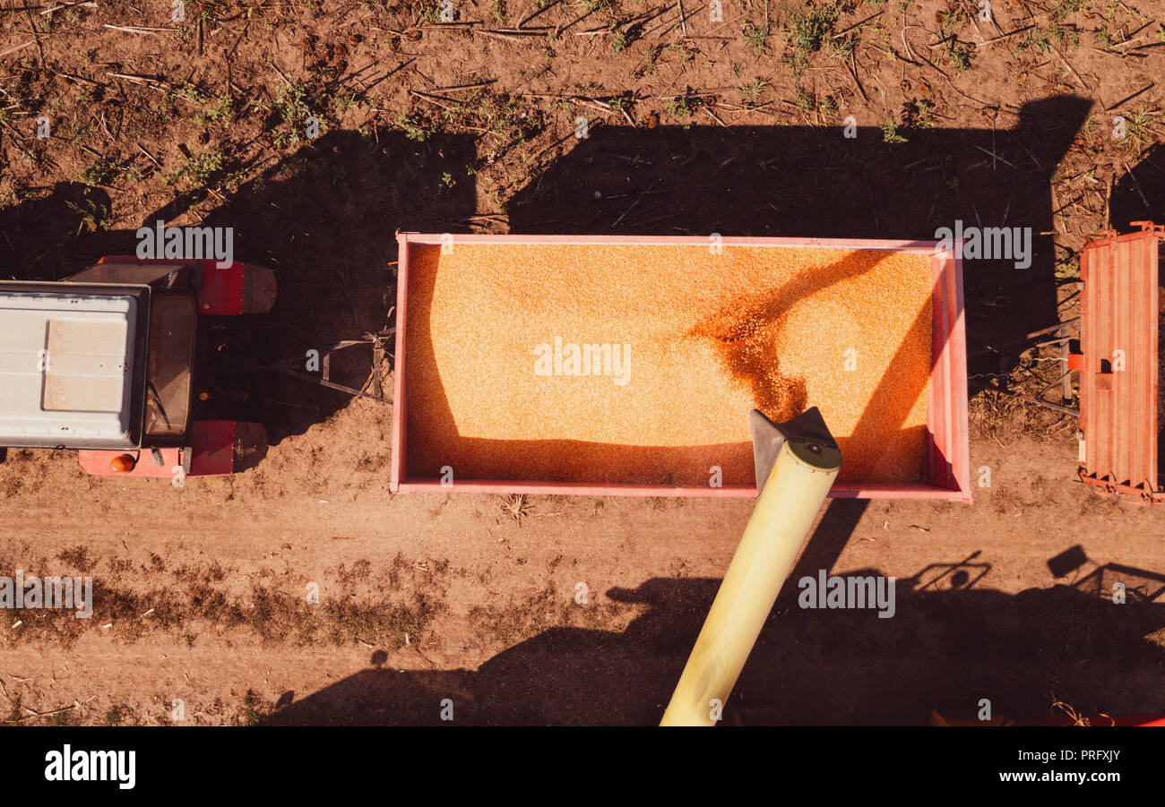 Aerial photography of combine harvester pouring harvested corn kernels ...