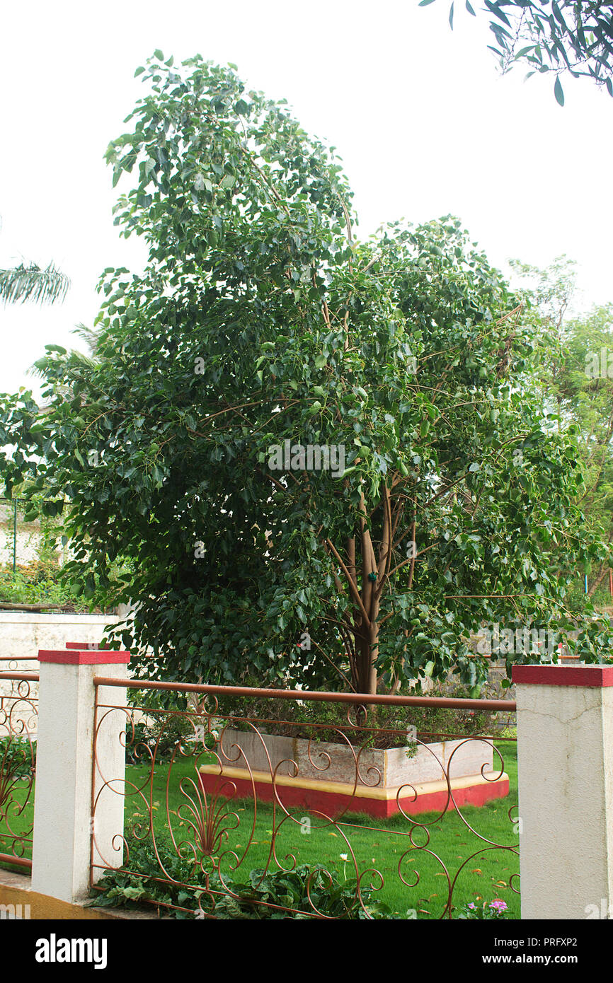 THE BODHI TREE AT THE GLOBAL VIPASSANA PAGODA Stock Photo - Alamy