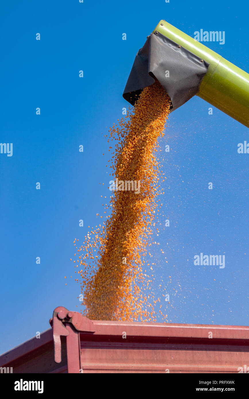 Combine unloading harvested corn kernels into tractor cargo cart ...
