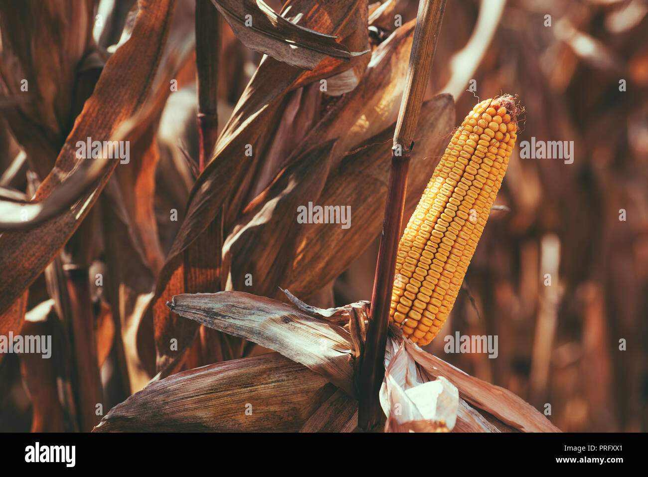 Plant stalk hi-res stock photography and images - Alamy