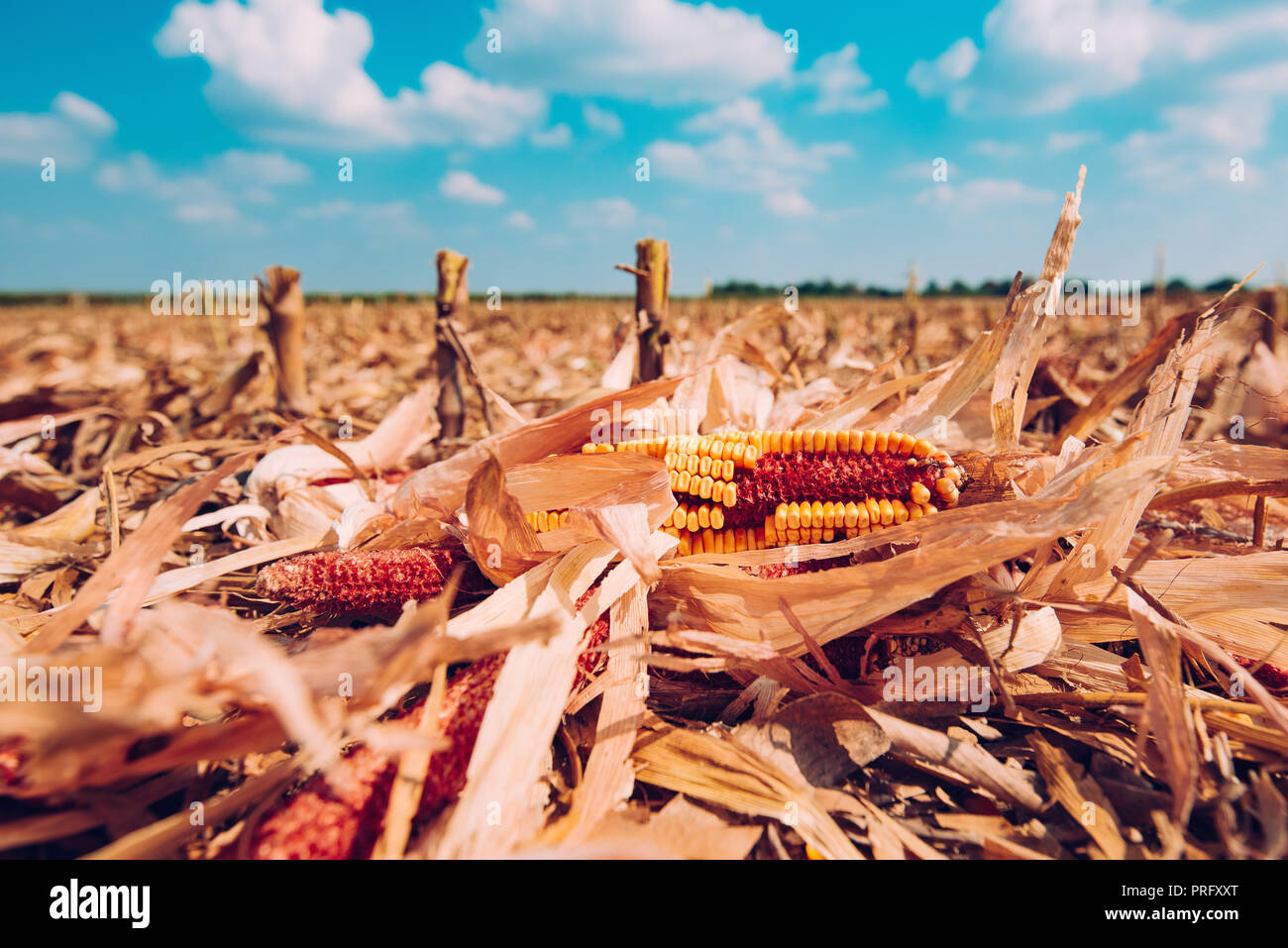 Corn cob on the ground, leftovers for gleaning in harvested cultivated ...