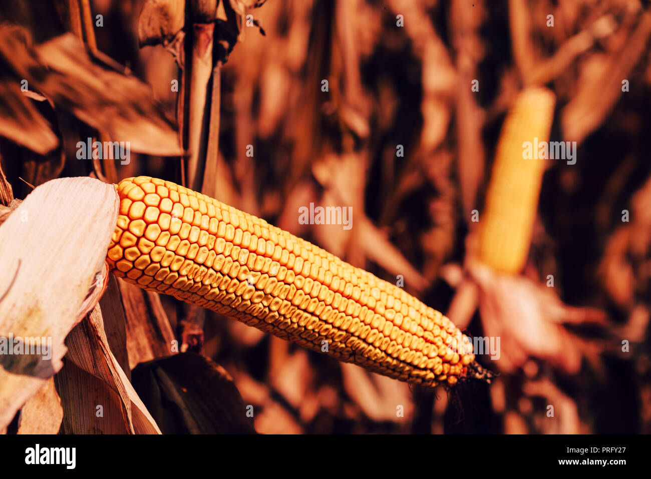 Fully developed ear of corn on the cob in cultivated field Stock Photo ...
