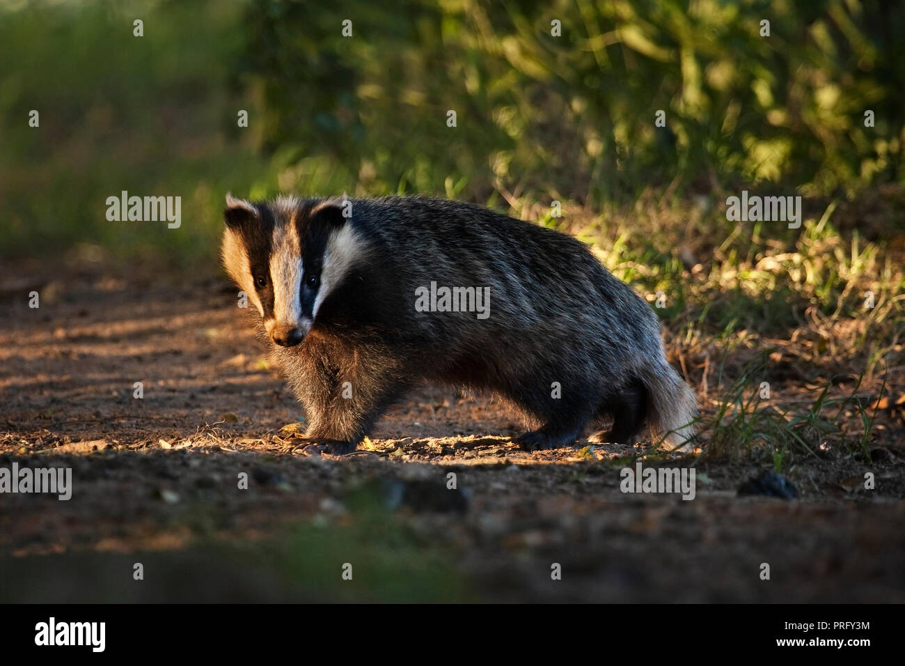 Badger cubs set uk hi-res stock photography and images - Alamy