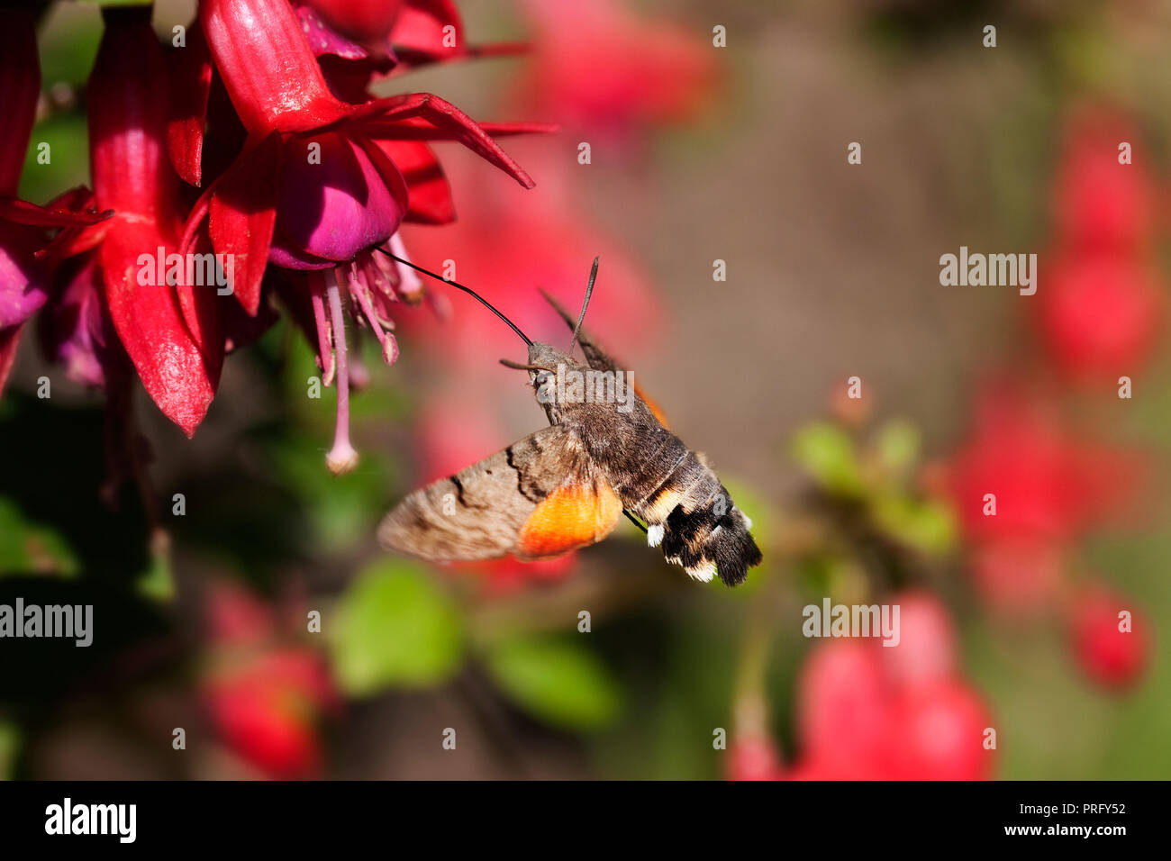 Hummingbird moth inserting proboscis into fuchsia flower,Cornwall,UK ...