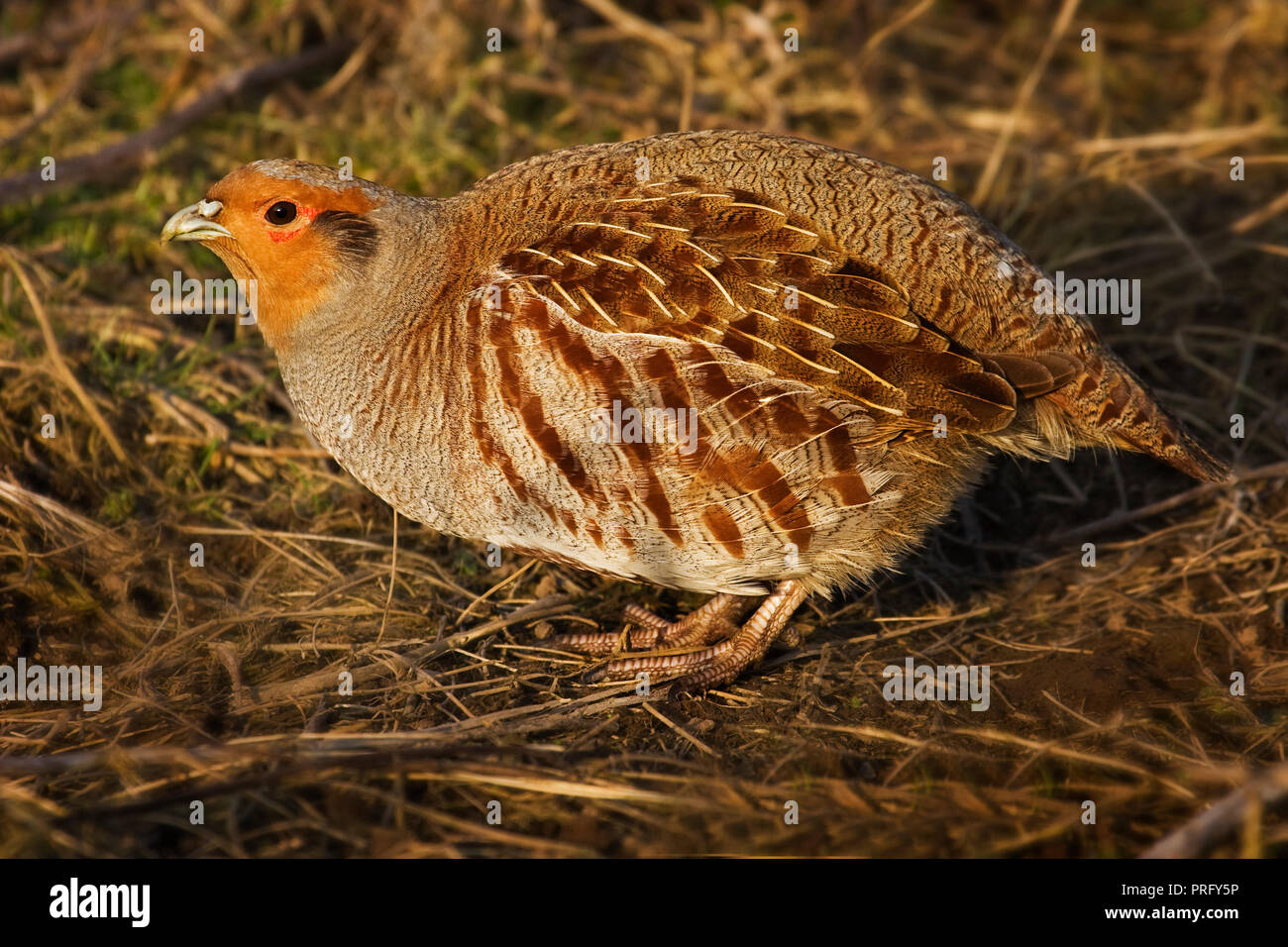 Nesting partridge hi-res stock photography and images - Alamy